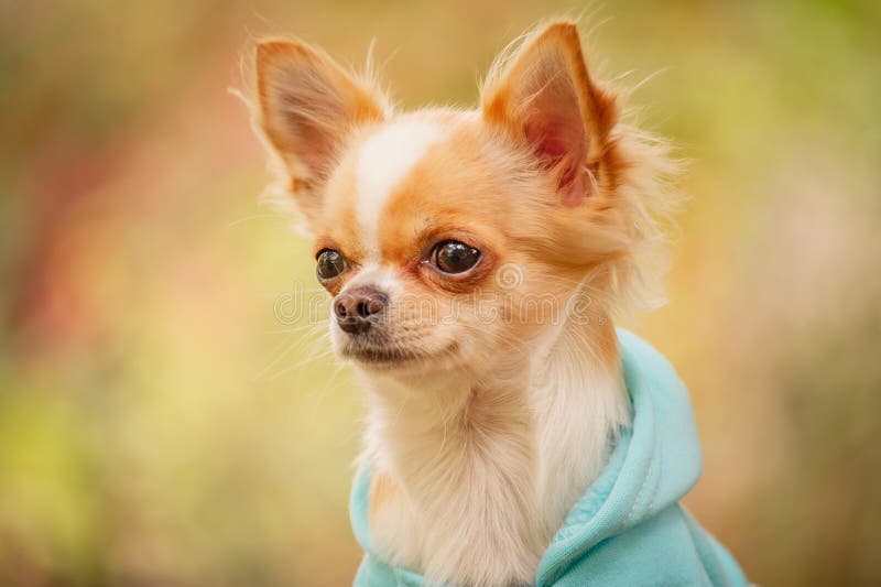 Animal. Perro Chihuahua En Ropa. Linaje Foto de archivo - Imagen de ...
