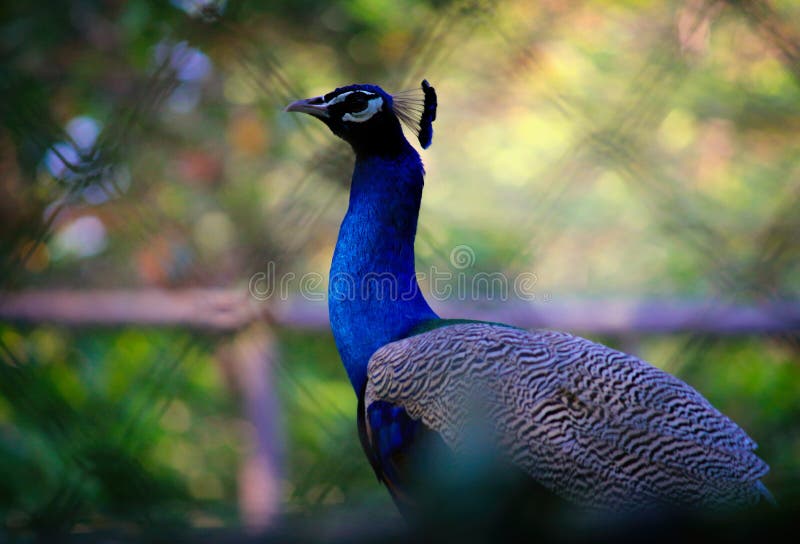 Animal, Photography, Avian Picture. Image: 109892272
