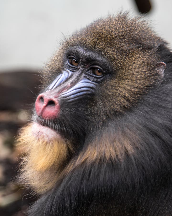Animal, Photography, Baboon Picture. Image: 109907205