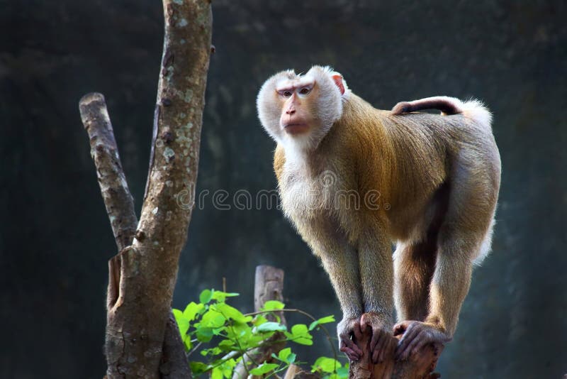 Animal stock photo. Image of asian, animal, nature, furry - 40513670