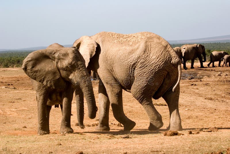 Animal play stock image. Image of south, tourism, discovery - 6092691