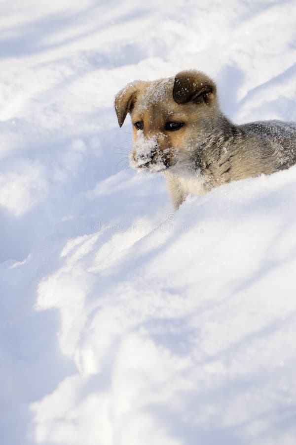 Animal playing in snow stock photo. Image of winter, playful - 17319822