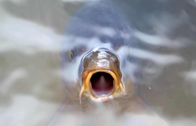 Appetite of Carp Under Sunlight Stock Image - Image of carp, eyes ...