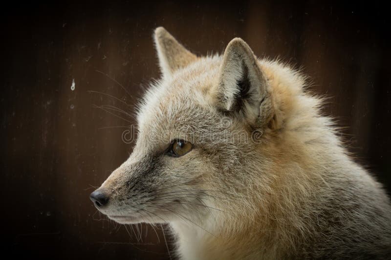 An Animal Portrait of a Beautiful Corsac Fox Stock Image - Image of ...