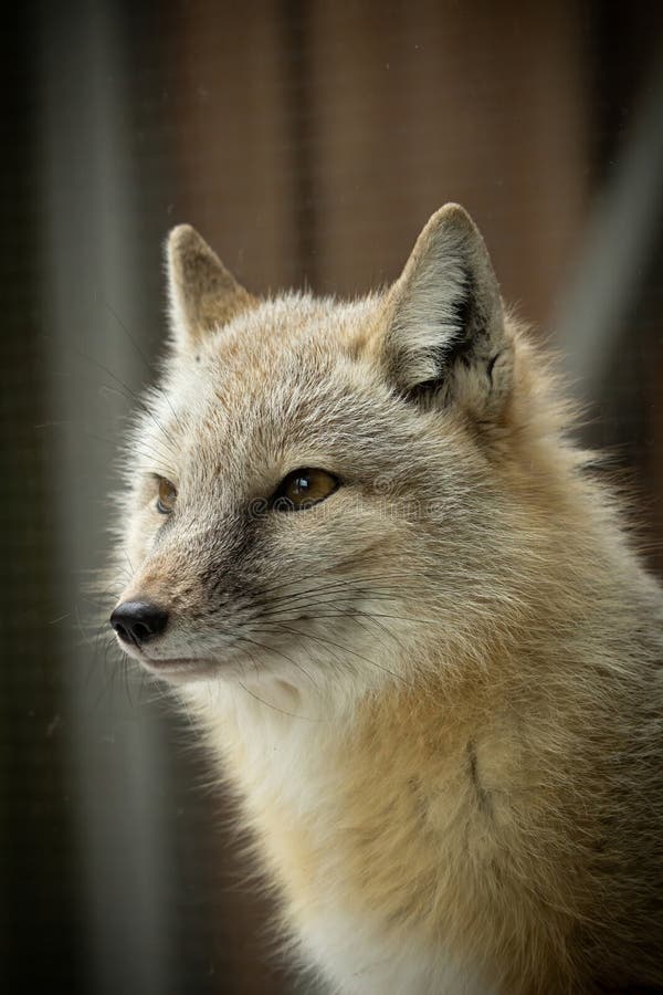 An Animal Portrait of a Beautiful Corsac Fox Stock Photo - Image of ...