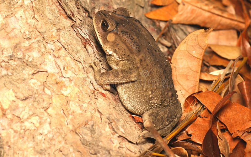Climbing Asian Toad on the Tree with Rain Forest Stock Image - Image of ...