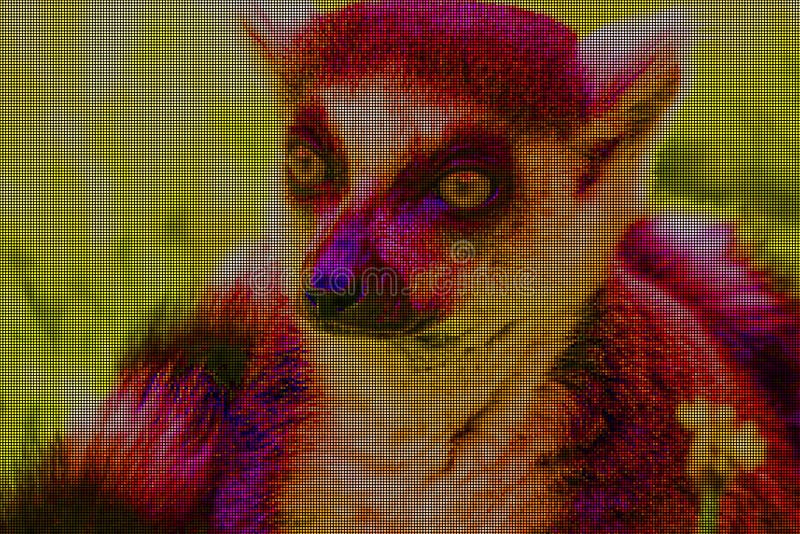 Animal Portrait of a Lemur, Ring-tailed Lemur Lemur Catta, Image As ...