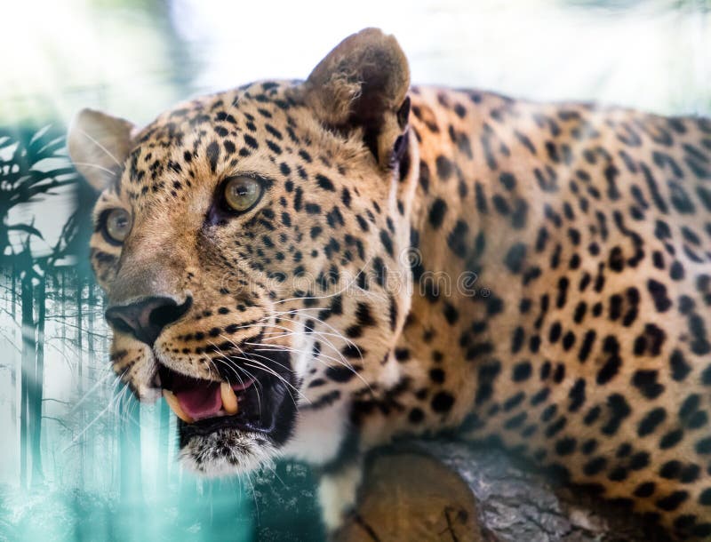 Portrait of a leopard stock image. Image of coddiwomple - 255579397