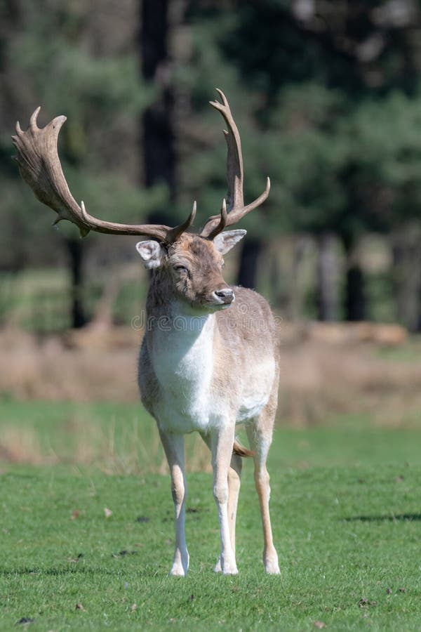 A Portrait of a Male Fallow Deer Grazing in a Grassy Field Stock Photo ...
