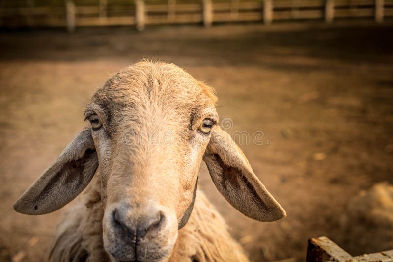 Lamb Asian Sheep in Farm Eye Head Closeup Stock Image - Image of sheep ... Lamb Asian Sheep in Farm Eye Head Closeup Stock Image - Image of sheep ...