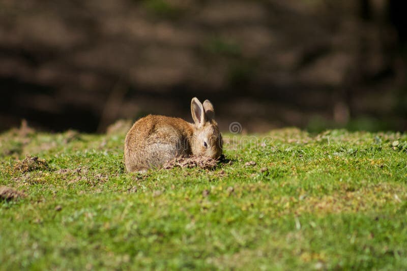 An Animal Portrait of a Wild Rabbit Sat in a Field. Stock Image - Image ...
