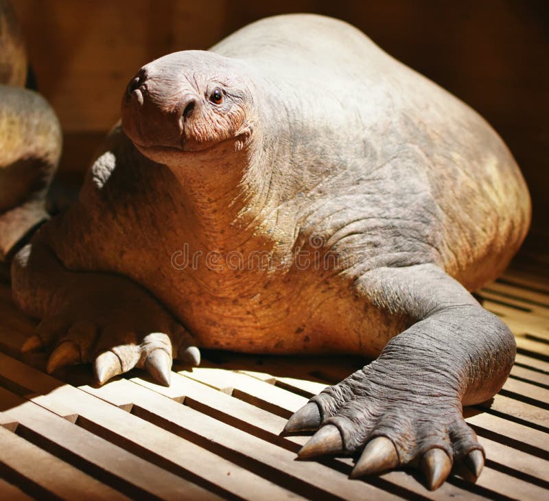 Animal Prehistórico - El Encuentro De La Arca Imagen editorial - Imagen de similar, extinto ...