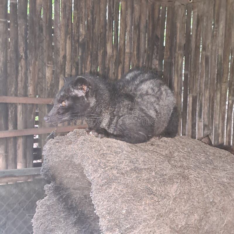 The Animal that Produce Coffee Beans & X28;Luwak& X29; Stock Photo ...