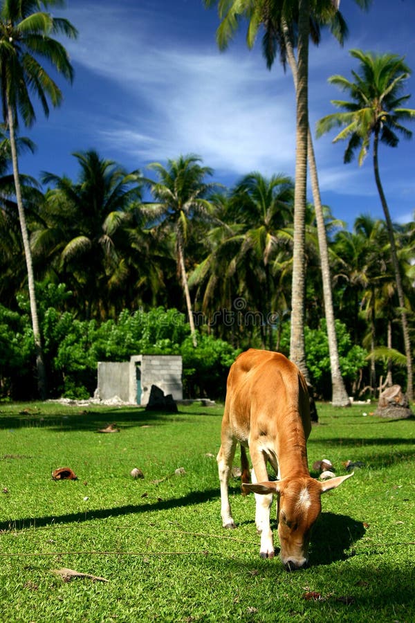 Animales Pastando En Los Trópicos Imagen de archivo - Imagen de palma ...