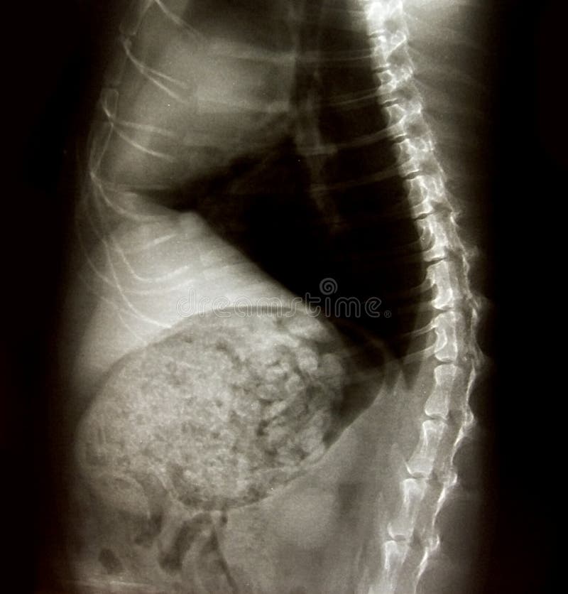 Animal X-Ray stock photo. Image of medicine, radiography - 33919244