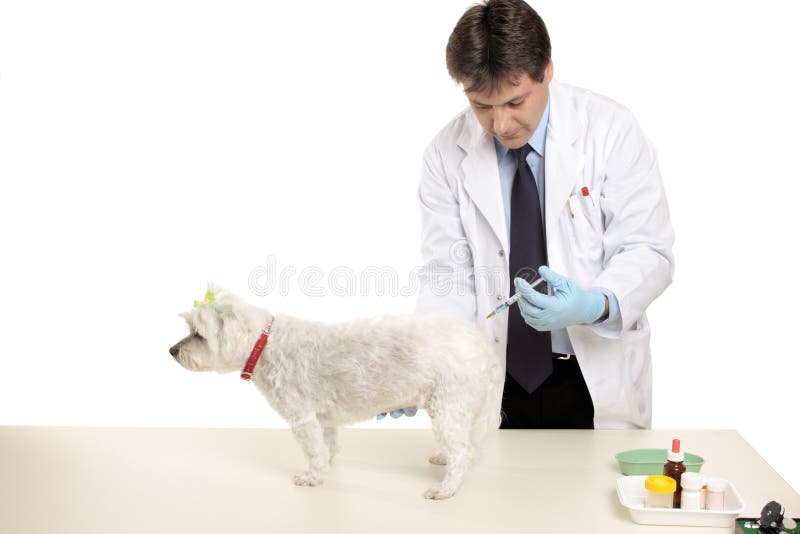 Animal Receiving An Injection Stock Photo - Image of occupation ...