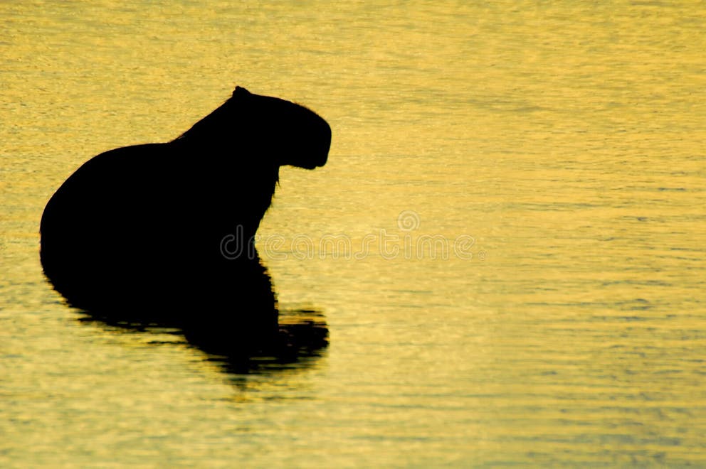 Animal reflex stock image. Image of wallpaper, nature, lake - 616583