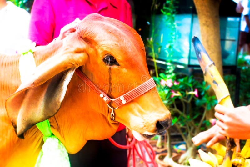 Animal Religion Symbol of Red Young Cows Stock Photo - Image of nature ...