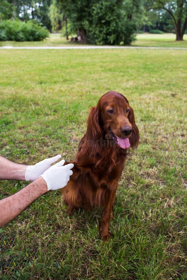 Animal Rescue Group.rescue Dog Stock Image - Image of healthing, summer ...