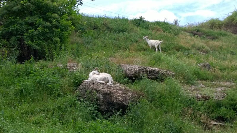 Rest at nature stock photo. Image of pond, mammal, prairie - 242091254