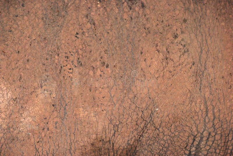 Animal rhinoceros skin stock photo. Image of conservation - 13497740
