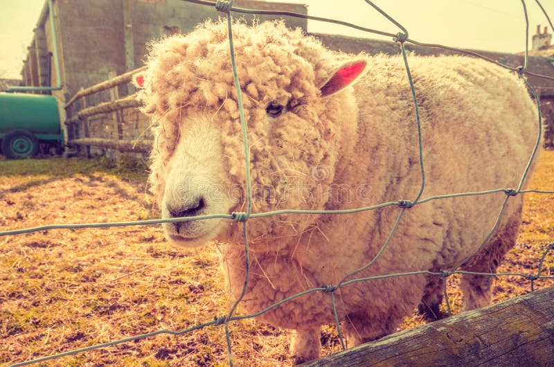 Sheep behind fence stock photo. Image of fence, sheep - 30153298