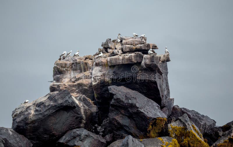 Animal on the Rock in the Sea with Wave Stock Photo - Image of beach ...