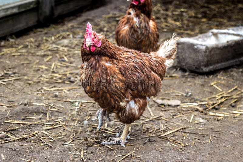 961 Pollo Feo Fotos de stock - Fotos libres de regalías de Dreamstime