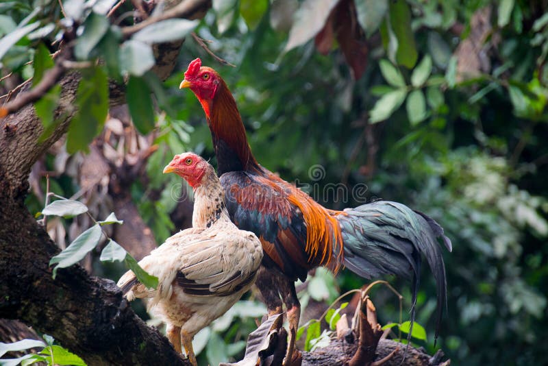 Rooster on tree stock photo. Image of china, element - 96918890