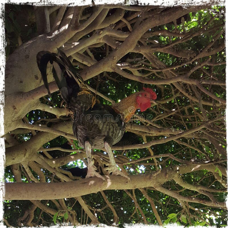 Animal stock photo. Image of tree, park, animal, rooster - 85496866