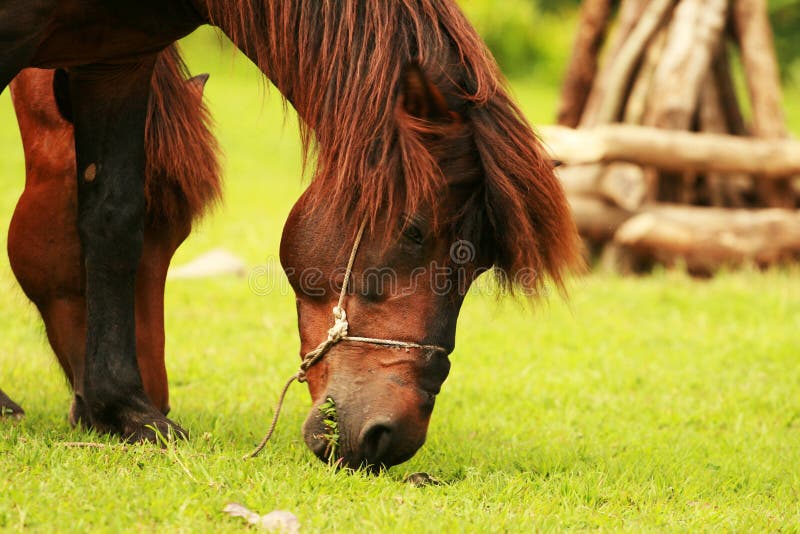 Animal Rouge De Grignotement De Cheval Beau Photo stock - Image du été ...