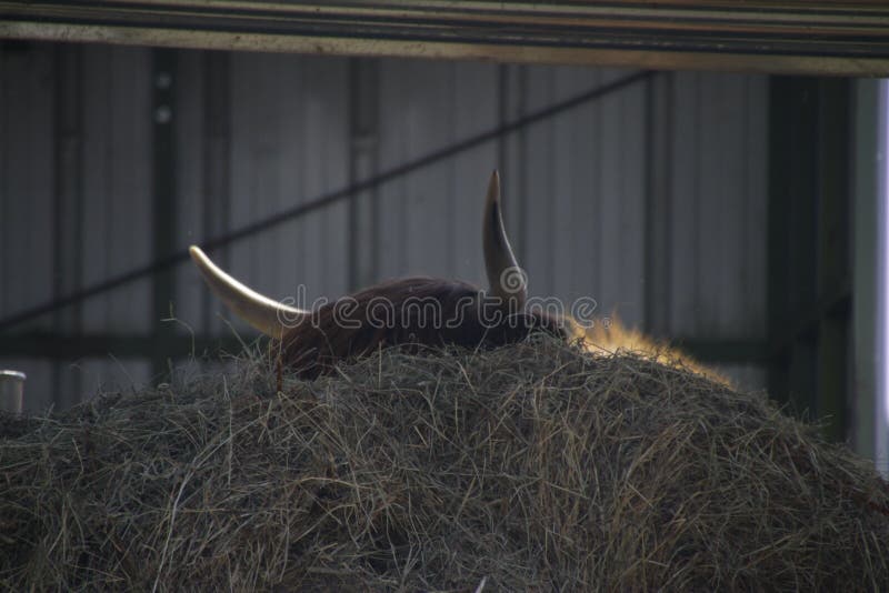 Animal S Horns Appearing Behind a Stack of Hay Stock Photo - Image of ...