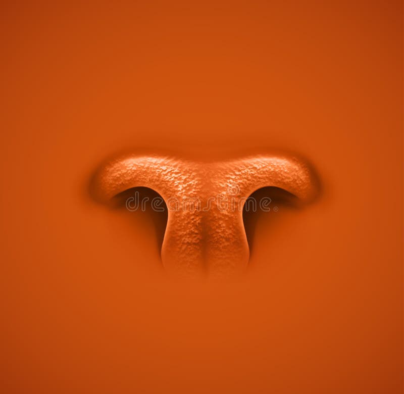 Animal s nose stock vector. Illustration of feline, front - 35642145