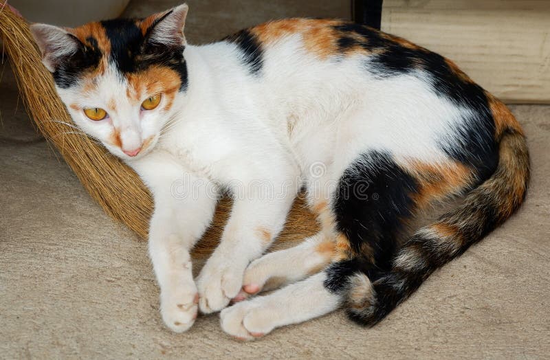 Animal sad stock image. Image of lost, homeless, colorful - 96845169