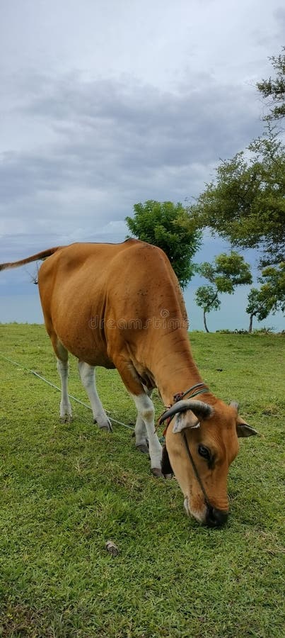 Cow in a savana stock photo. Image of cliff, animal - 263683216