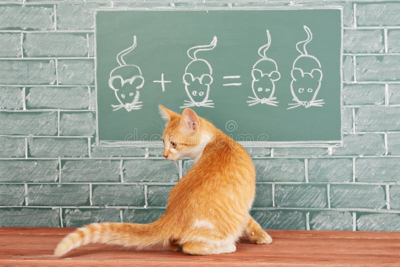 Animal school stock image. Image of blackboard, learner - 61116709