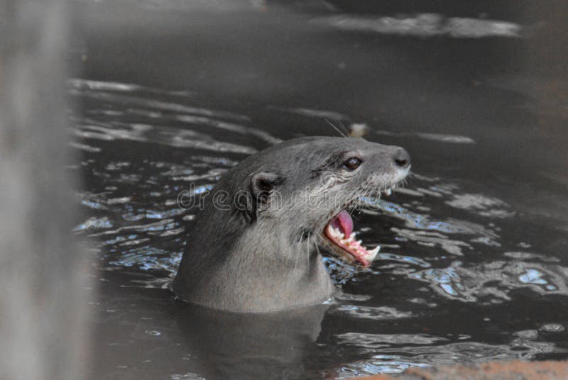 Otter scream stock image. Image of brown, carnivore, american - 12169657