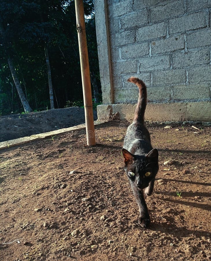 Animal sculpture backyard stock photo. Image of plant - 260768896