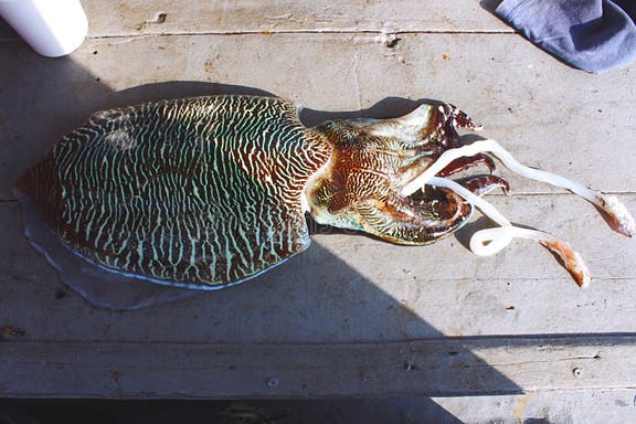 Animal stock image. Image of animal, deep, sepiida, squid - 119338575