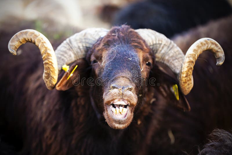 Animal Sheep stock image. Image of bazaar, animals, livestock - 91379587