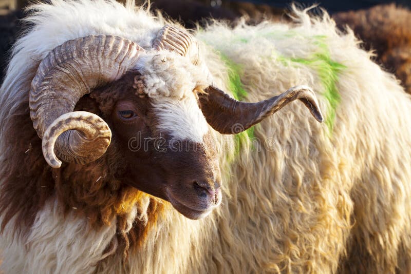 Animal Sheep stock image. Image of bazaar, animals, livestock - 91379587