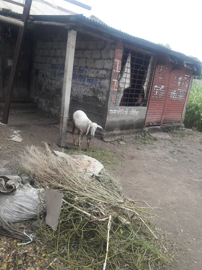 Animal Sheep in Front of Home in Indian Village Stock Image - Image of ...