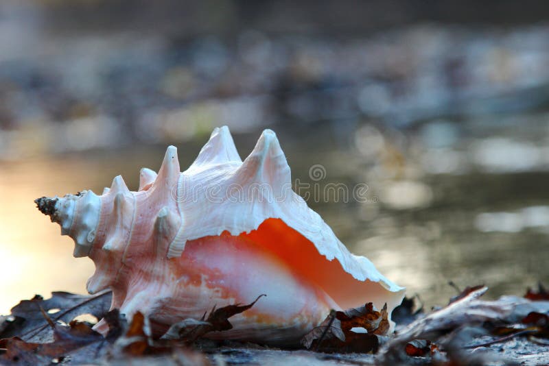 The Shell of Dog Conch Arranged Neatly in a Beautiful Pattern. Stock ...