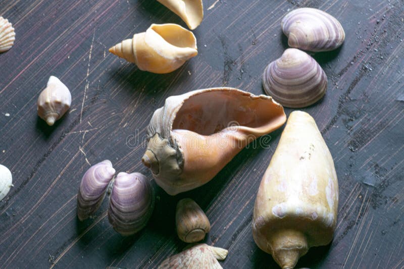 Animal Shell on a Dark Table Seashell Stock Image - Image of bivalve ...