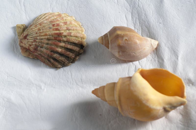 Animal Shell on a White Background Stock Image - Image of shell, animal ...