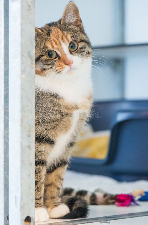 Animal shelter cat stock photo. Image of mammal, homeless - 46932754