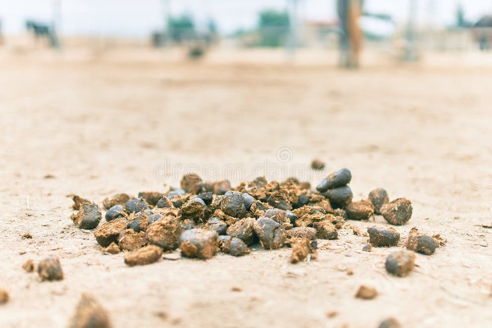 Animal shit at the farm stock photo. Image of country - 227109158