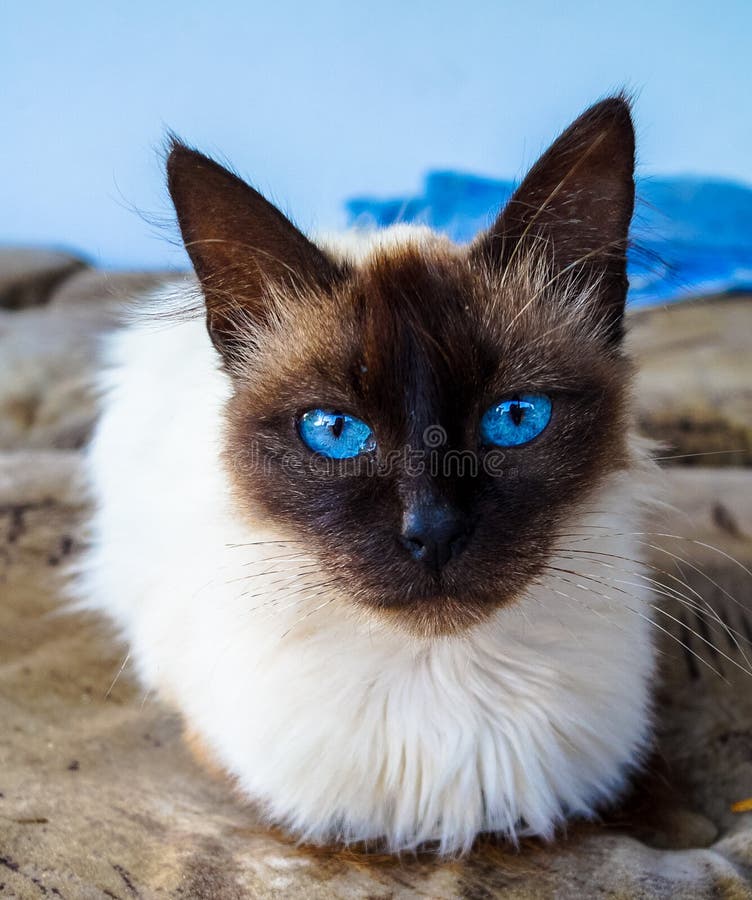 Animal siamois de chat image stock. Image du centrales - 79667375