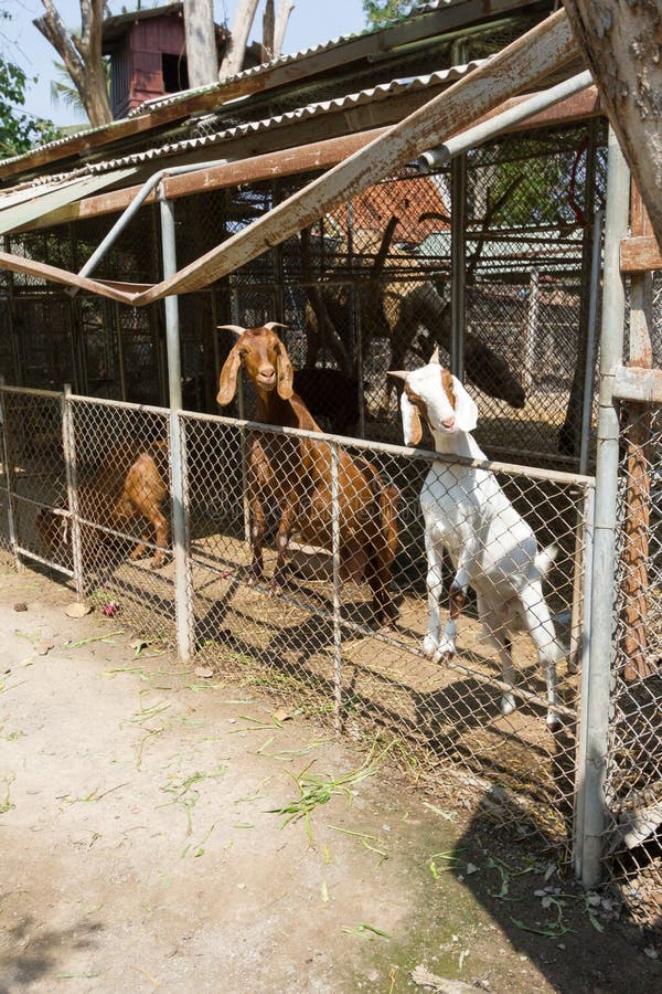 Animal,sick,farm stock image. Image of mammal, animals - 87714983