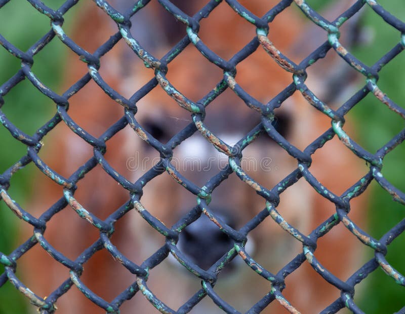 Animal Silhouette Behind a Mesh Net in the Zoo, Askania-Nova, Ukraine ...